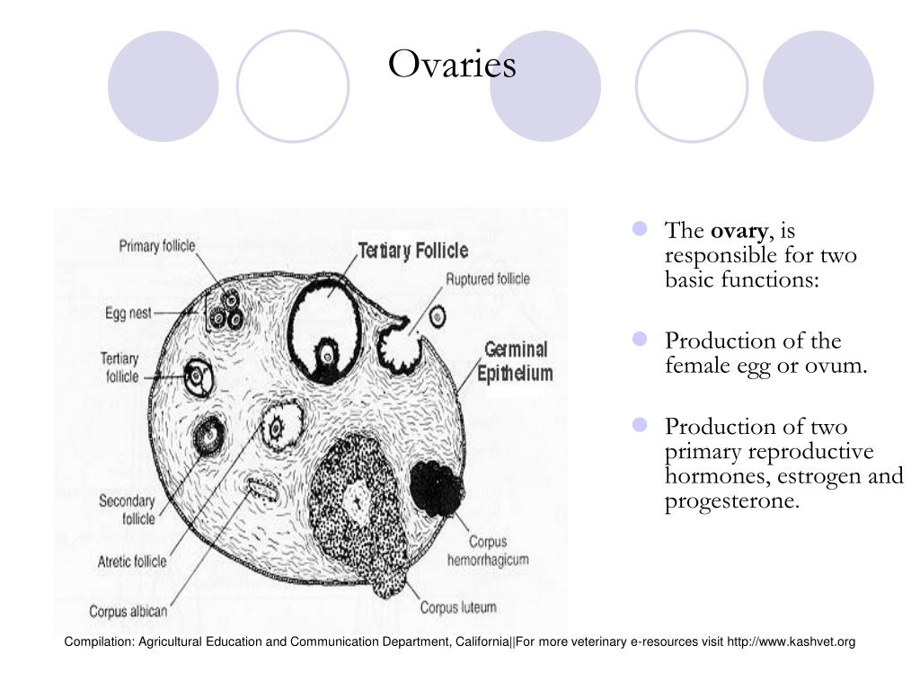 PPT - Female Bovine Reproduction System PowerPoint Presentation, free ...