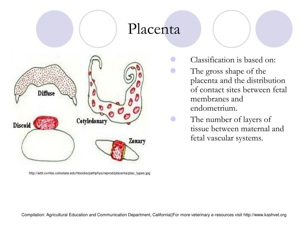PPT - Female Bovine Reproduction System PowerPoint Presentation, free ...