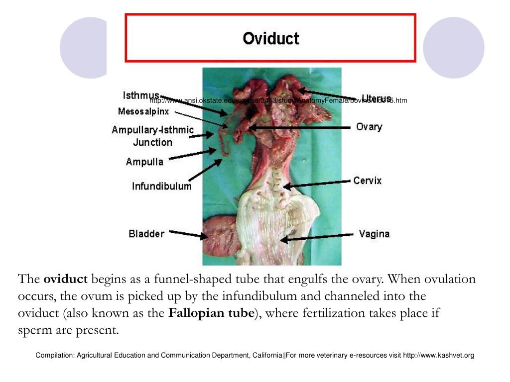 PPT - Female Bovine Reproduction System PowerPoint Presentation, free ...