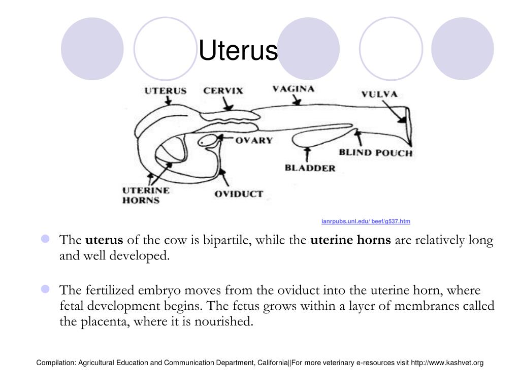 PPT - Female Bovine Reproduction System PowerPoint Presentation, free ...