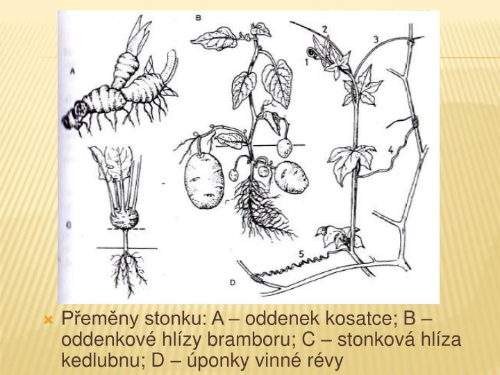 PPT - Rostlinné orgány PowerPoint Presentation - ID:866049