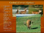PPT - ANIMALE SALBATICE DIN ROMANIA PowerPoint Presentation - ID:866193