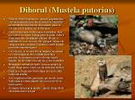 PPT - ANIMALE SALBATICE DIN ROMANIA PowerPoint Presentation - ID:866193