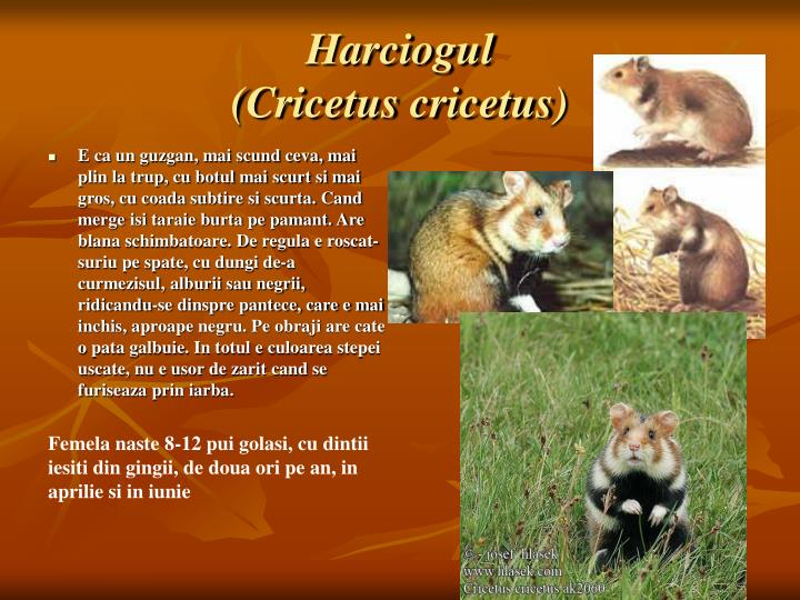 PPT - ANIMALE SALBATICE DIN ROMANIA PowerPoint Presentation - ID:866193