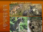 PPT - ANIMALE SALBATICE DIN ROMANIA PowerPoint Presentation - ID:866193