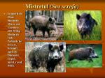 PPT - ANIMALE SALBATICE DIN ROMANIA PowerPoint Presentation - ID:866193