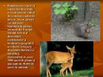 PPT - ANIMALE SALBATICE DIN ROMANIA PowerPoint Presentation - ID:866193