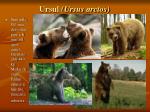 PPT - ANIMALE SALBATICE DIN ROMANIA PowerPoint Presentation - ID:866193