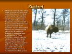 PPT - ANIMALE SALBATICE DIN ROMANIA PowerPoint Presentation - ID:866193