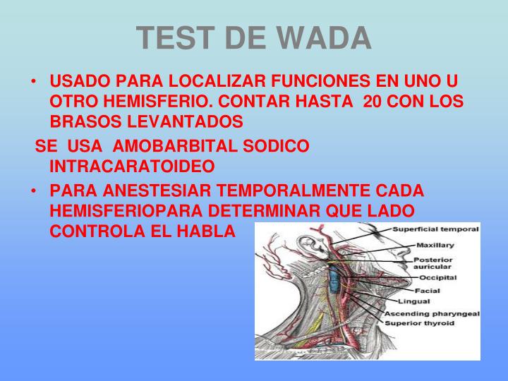 PPT - Neuroanatomía PowerPoint Presentation - ID:866261