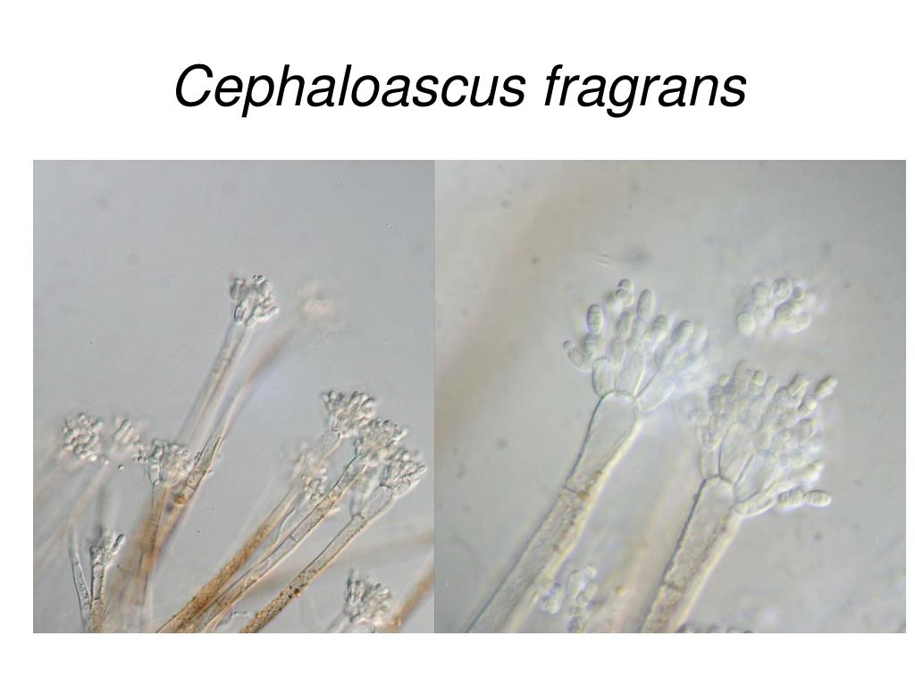 PPT - Archiascomycetes and Saccharomycetales PowerPoint Presentation ...