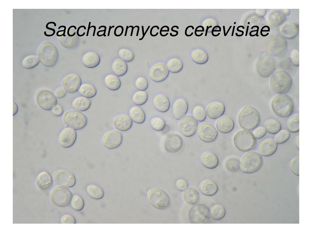 PPT - Archiascomycetes and Saccharomycetales PowerPoint Presentation ...