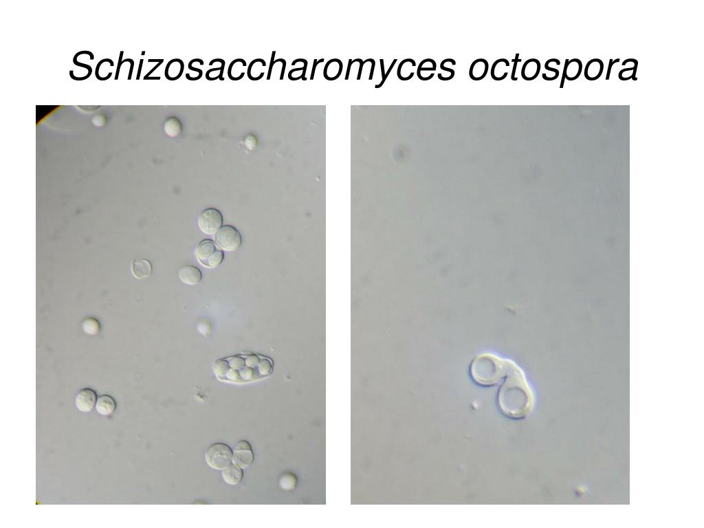 PPT - Archiascomycetes and Saccharomycetales PowerPoint Presentation ...