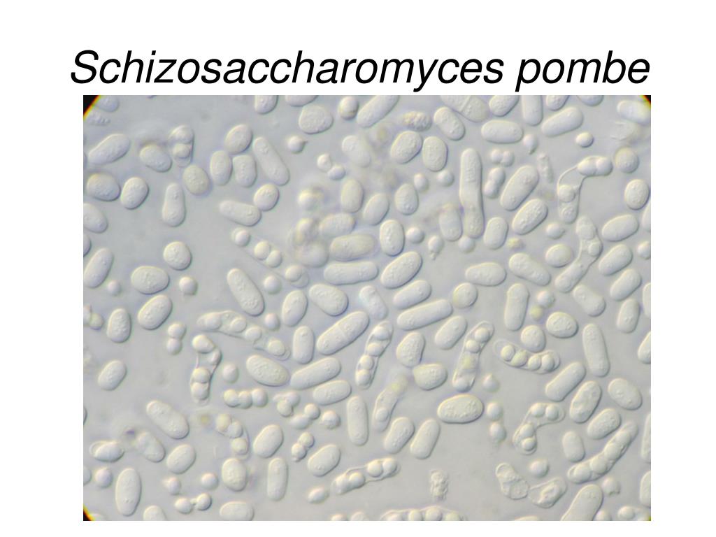 PPT - Archiascomycetes and Saccharomycetales PowerPoint Presentation ...
