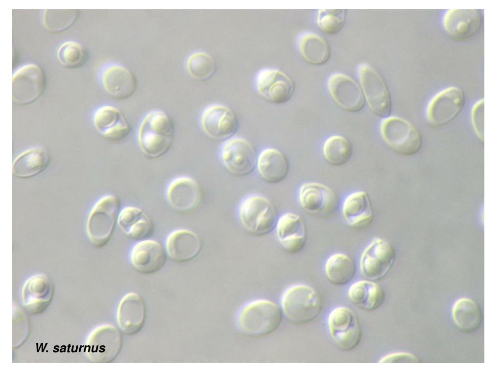 PPT - Archiascomycetes and Saccharomycetales PowerPoint Presentation ...