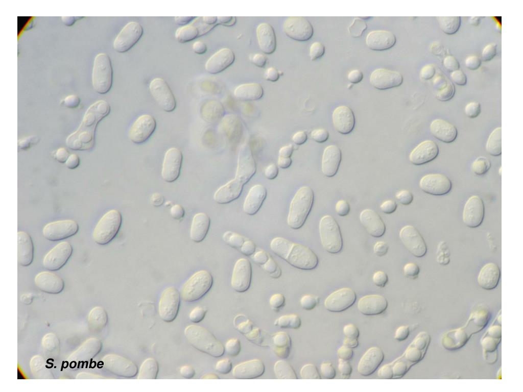 PPT - Archiascomycetes and Saccharomycetales PowerPoint Presentation ...