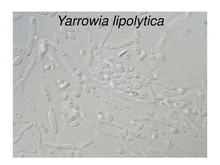 PPT - Archiascomycetes and Saccharomycetales PowerPoint Presentation ...