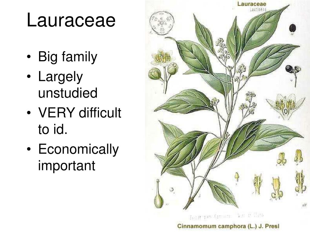 PPT - Establishing a DNA Barcode for Land plants PowerPoint ...