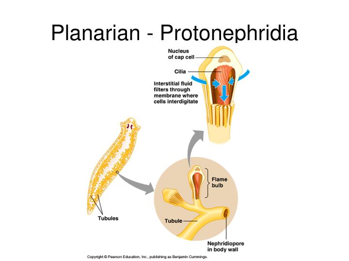 PPT - Osmoregulation PowerPoint Presentation - ID:867720
