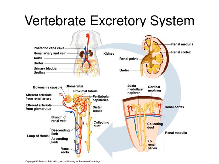 Excretory System Bliss Biology