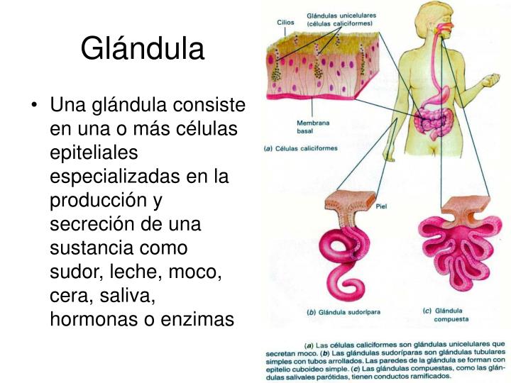 PPT - HISTOLOGIA ANIMAL PowerPoint Presentation - ID:867949