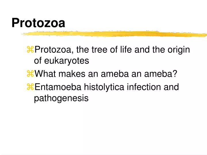 PPT - Protozoa PowerPoint Presentation, free download - ID:868153