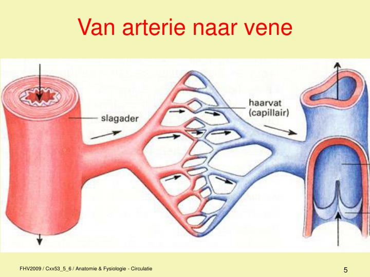 PPT - Anatomie / fysiologie PowerPoint Presentation - ID:868357