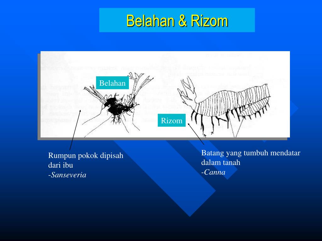PPT - PEMBIAKAN TANAMAN HIASAN PowerPoint Presentation, free download ...