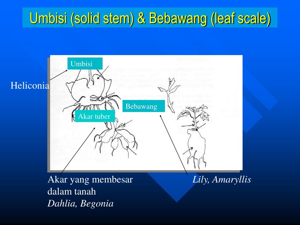 PPT - PEMBIAKAN TANAMAN HIASAN PowerPoint Presentation, free download ...