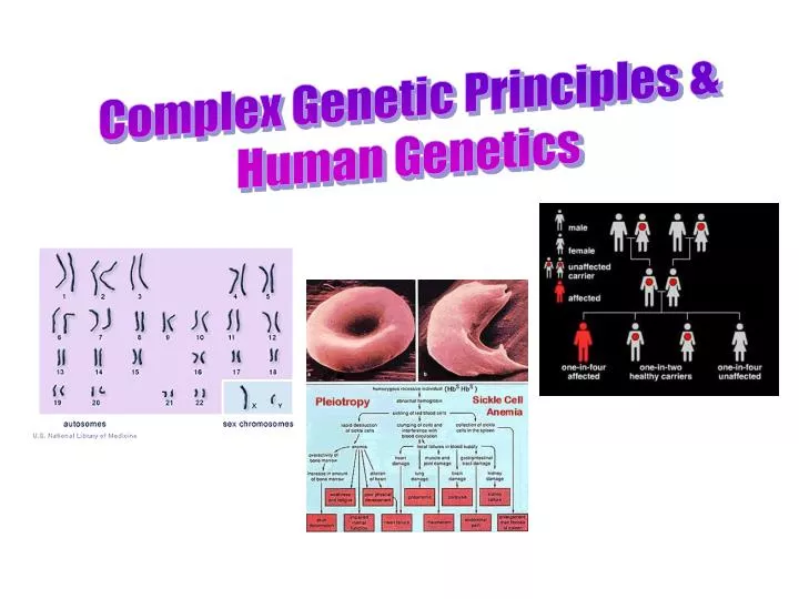 PPT - Complex Genetic Principles & Human Genetics PowerPoint ...