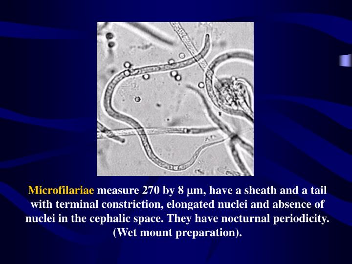 PPT - Tissue and Blood Residing Nematodes PowerPoint Presentation - ID ...
