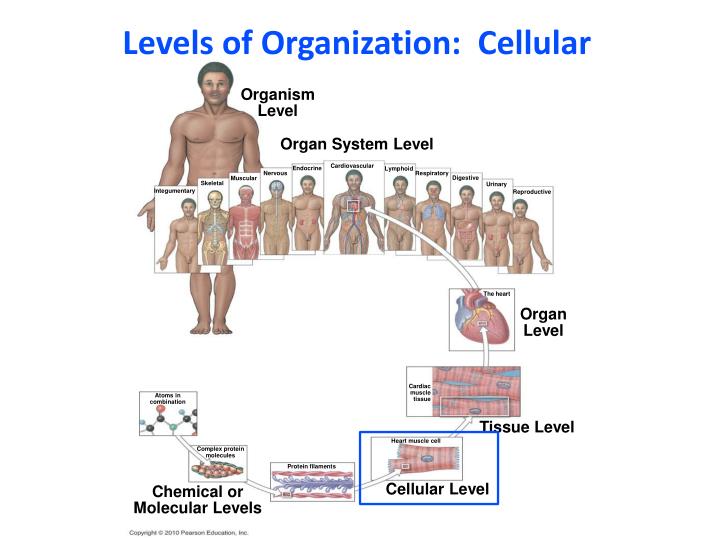 PPT - Physiology 3 PowerPoint Presentation - ID:869584
