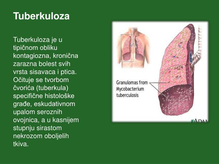 PPT - POLJOPRIVREDNI FAKULTET U OSIJEKU DIPLOMSKI STUDIJ ZOOTEHNIKA ...