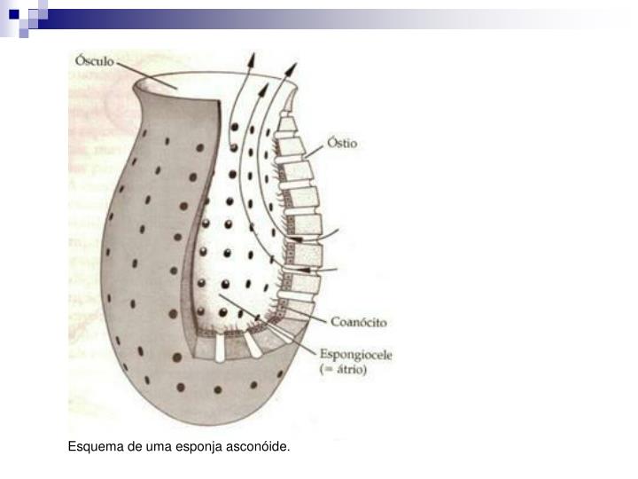 PPT - FILO PORIFERA PowerPoint Presentation - ID:869703