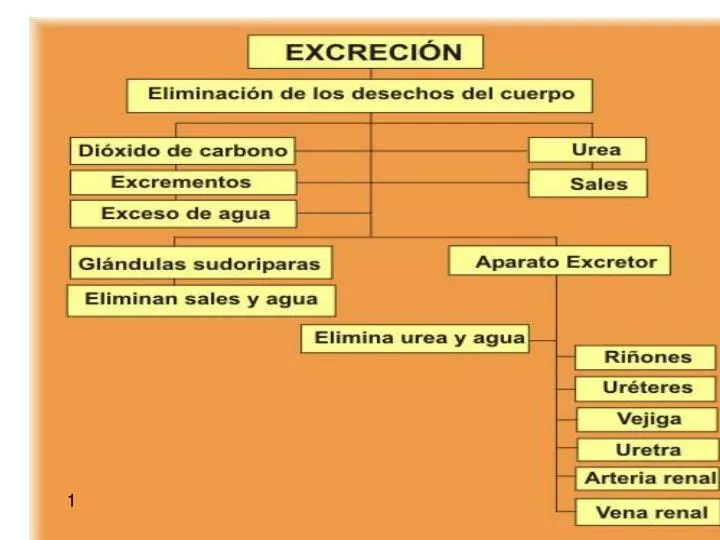 PPT - ESTRUCTURA Y FUNCIONAMIENTO DEL APARATO EXCRETOR PowerPoint ...