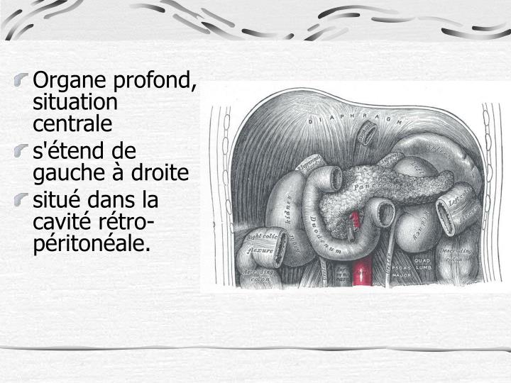 PPT - ANATOMIE DU PANCREAS PowerPoint Presentation - ID:869778