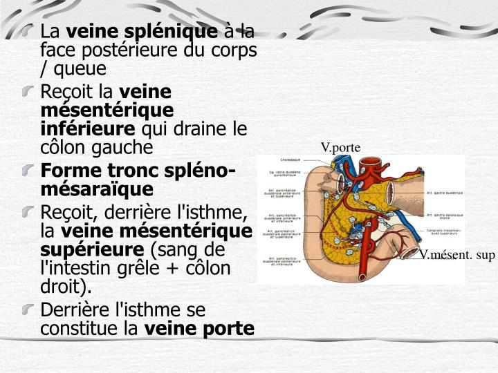 PPT - ANATOMIE DU PANCREAS PowerPoint Presentation - ID:869778