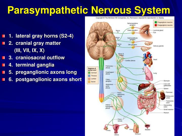PPT - Autonomic Nervous System PowerPoint Presentation - ID:870509