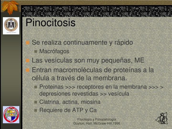 PPT - LA CELULA Y SU FUNCION PowerPoint Presentation - ID:870695