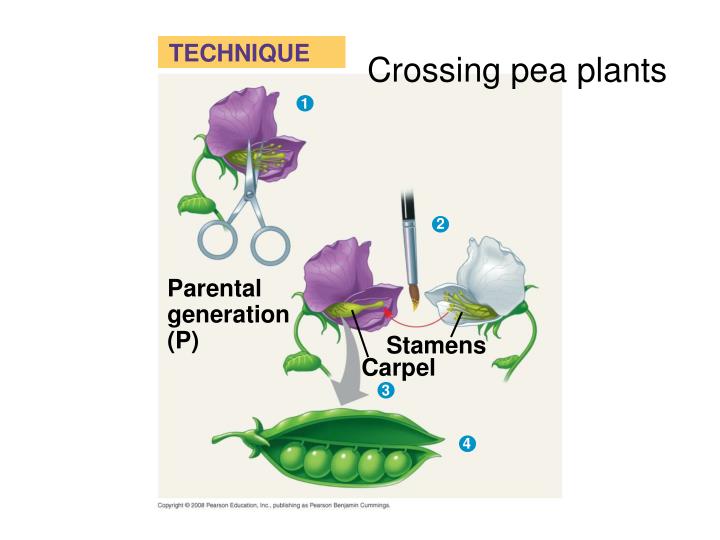 PPT - Chapter 14 PowerPoint Presentation - ID:870827