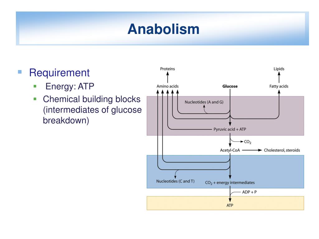 Ppt Cell Metabolism Powerpoint Presentation Free Download Id 871324