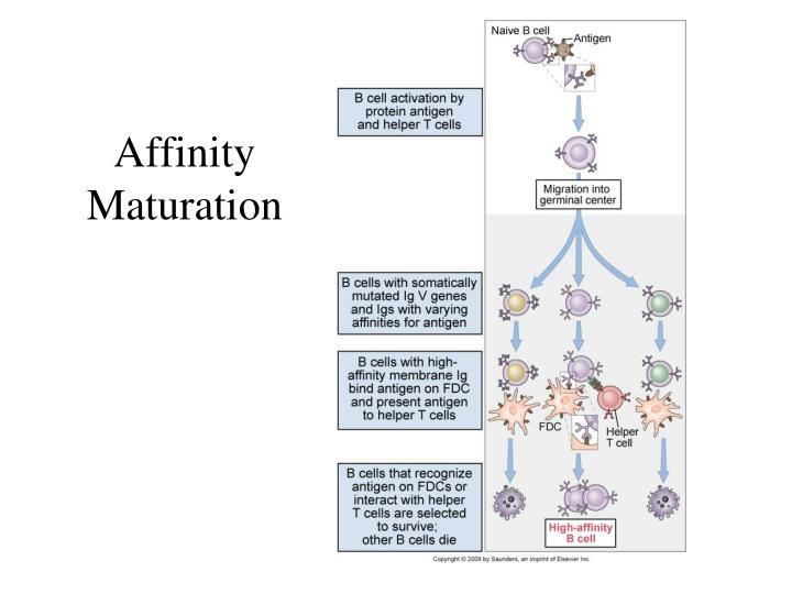 PPT - Chapter 7 PowerPoint Presentation - ID:872021