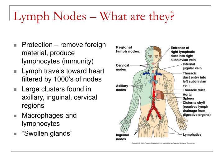 PPT - Lymphatic System and Body Defenses PowerPoint Presentation - ID ...