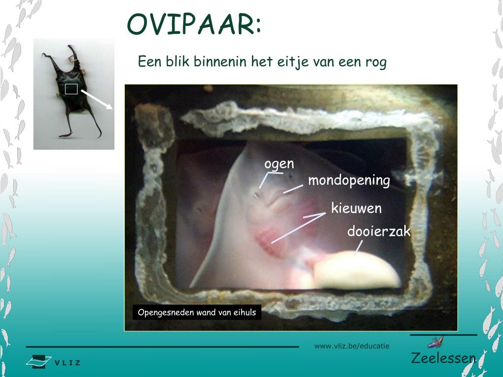 PPT - Vergelijkende anatomie en fysiologie van het ...