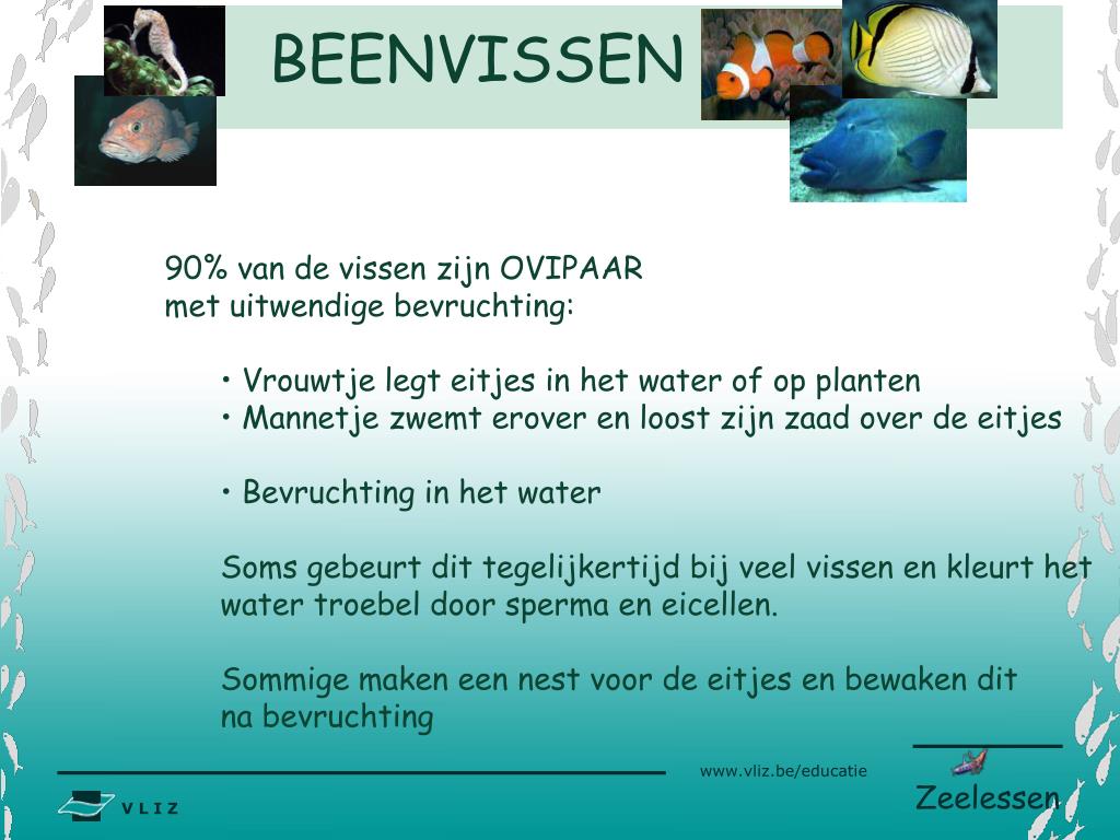 PPT - Vergelijkende anatomie en fysiologie van het ...