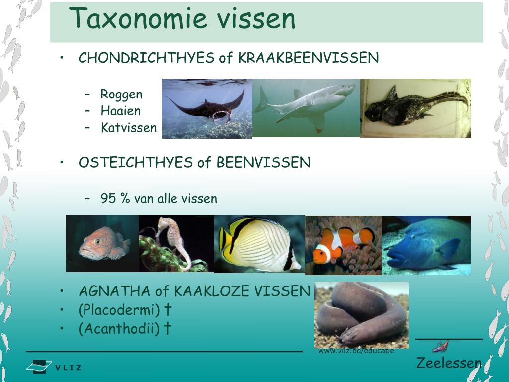 PPT - Vergelijkende anatomie en fysiologie van het ...