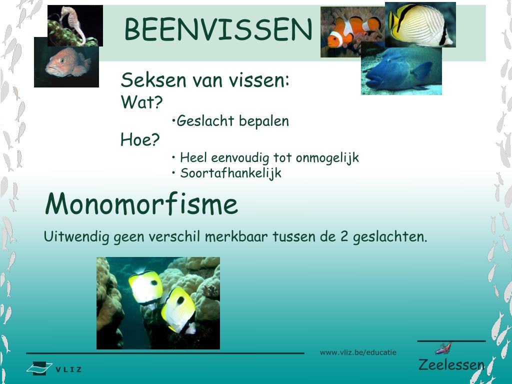 PPT - Vergelijkende anatomie en fysiologie van het ...
