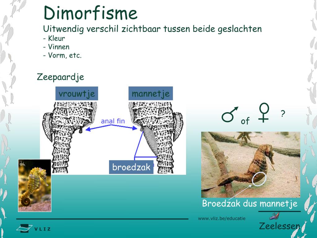 PPT - Vergelijkende anatomie en fysiologie van het ...
