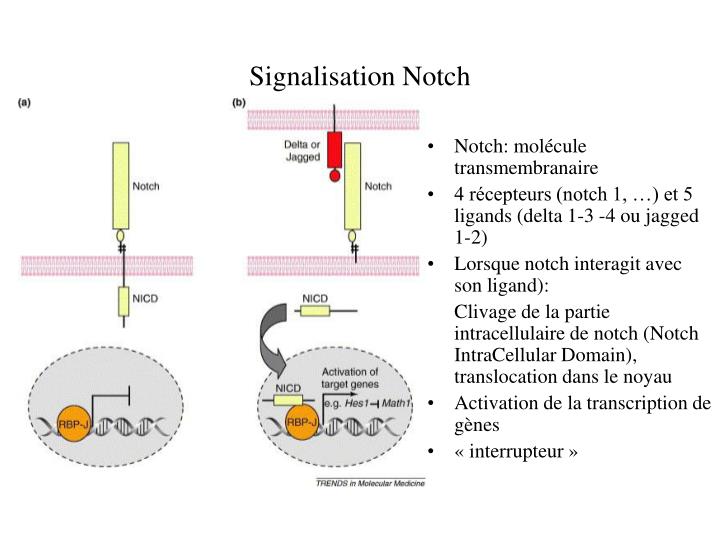 PPT - Interactions entre les voies notch et wnt PowerPoint Presentation ...