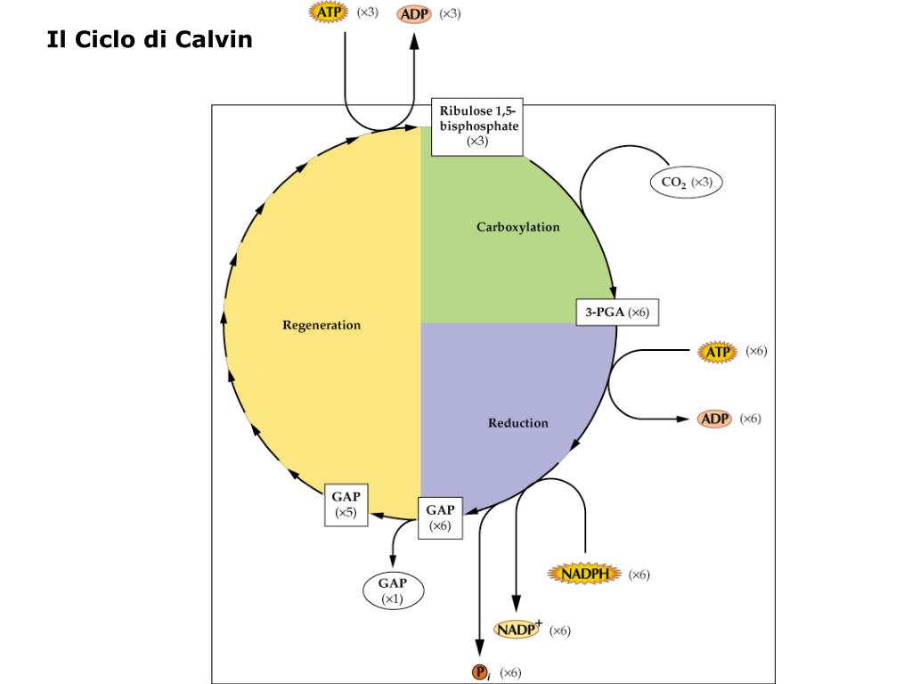 PPT - FOTOSINTESI LE REAZIONI DI FISSAZIONE DEL CARBONIO PowerPoint ...